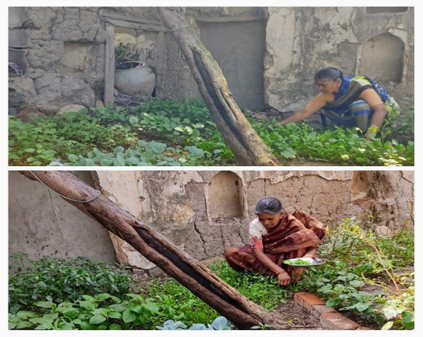 Perati Thotalu – Kitchen Gardens - Cornell Sathguru Foundation for ...